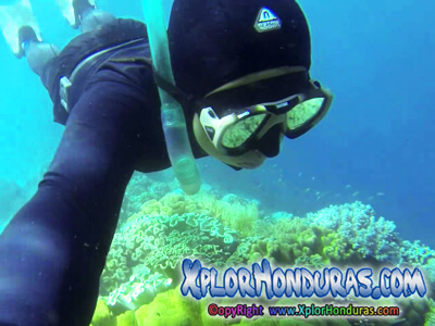 Buceo Libre | Freedive en Las Islas de La Bahia Honduras ...