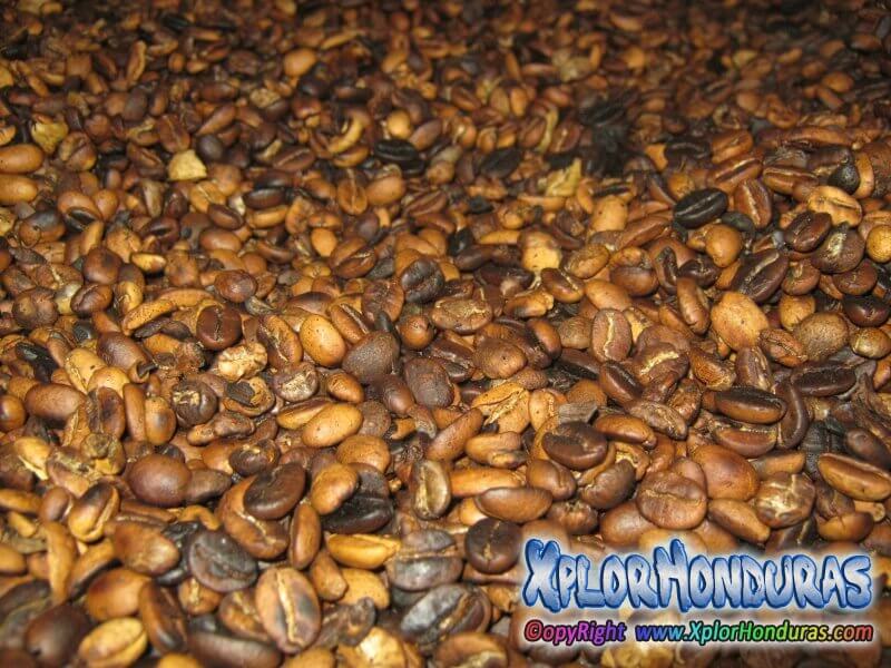 Cafe de Honduras - Uno de los más caros del Mundo : XplorHonduras Honduras