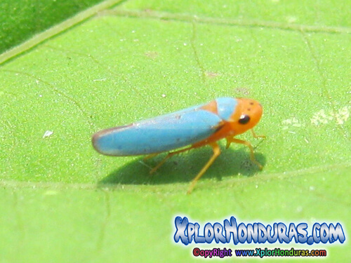 Los Cicadelidos - XplorHonduras Honduras : XplorHonduras Honduras