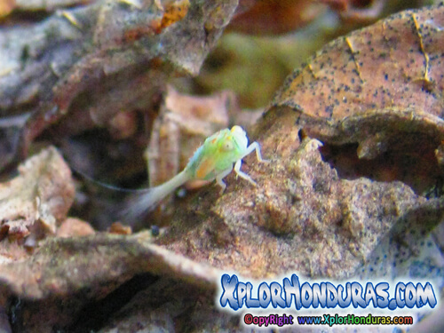 Los Cicadelidos - XplorHonduras Honduras : XplorHonduras Honduras