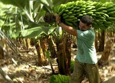 El Bananero | Canciones Costumbristas Honduras : XplorHonduras Honduras