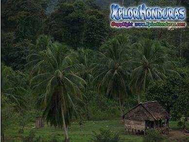 Los Misquitos | Grupos Indigenas de Honduras : XplorHonduras Honduras