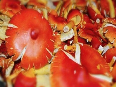 Los Choros - Una delicia gastronómica de Honduras : XplorHonduras Honduras