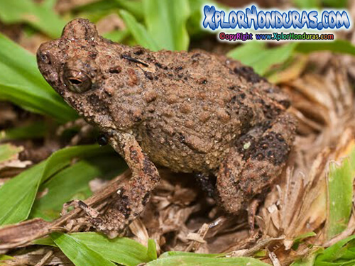 Rana Tungara Engystomops pustulosus - XplorHonduras Honduras ...